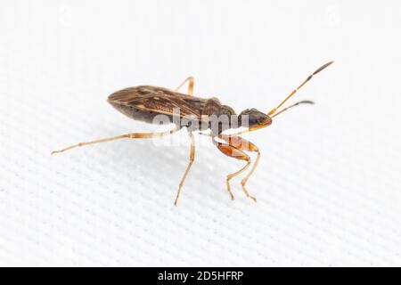 Dirt-colored Seed Bug (Heraeus plebejus) isolated on white background ...