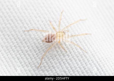 Ghost Spiders (Anyphaenidae Stock Photo - Alamy