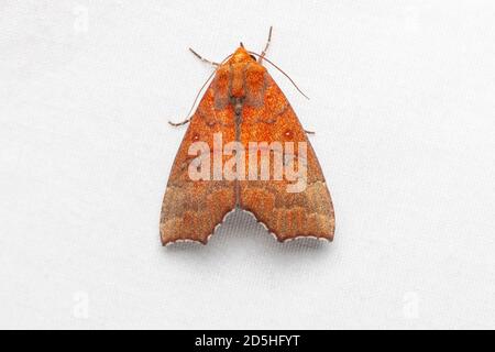Hibiscus Leaf Caterpillar Moth (Rusicada privata) Insecta Stock Photo ...
