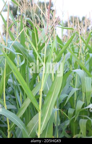 Circle of corn Stock Photo - Alamy