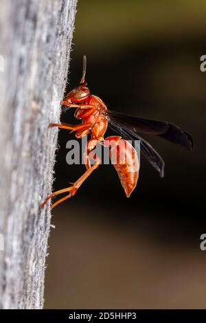Polistes Carolina, Paper Wasp, Red Wasp isolated on white background ...