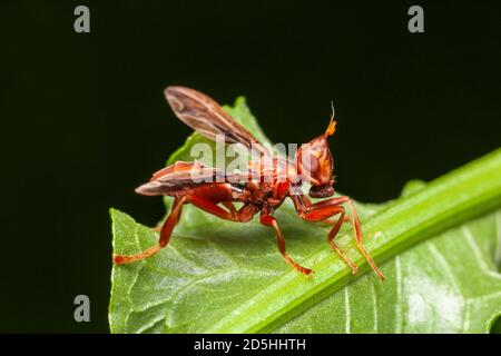 Waved-light fly - Pyrgota fly Stock Photo - Alamy