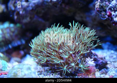 Star polyps (Pachyclavularia violacea Stock Photo - Alamy