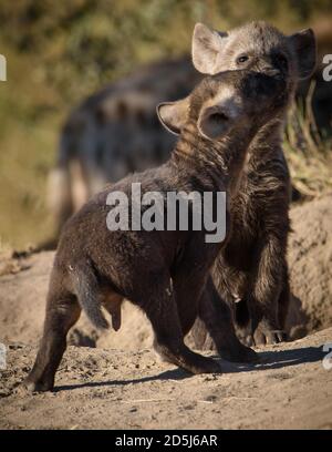Two spotted hyena cubs (Crocuta crocuta) interacting near their den in ...