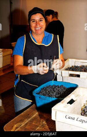 Latin american worker harvesting red spinach on plantation Stock Photo ...