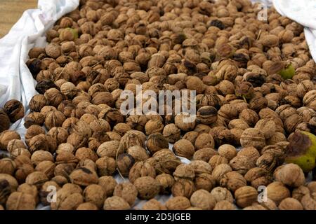 Harvest of walnuts in white sheet waiting to be cleaned Stock Photo - Alamy
