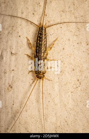Four-lined Silverfish (Ctenolepisma lineatum) Insecta Stock Photo - Alamy