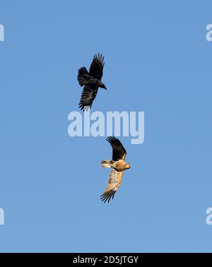Whistling kite flying in the sky Stock Photo - Alamy