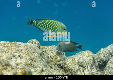 Lined surgeonfish Acanthurus lineatus fish underwater in sea Stock ...