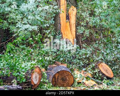 Tree care in autumn. Trees, ornamental shrubs and hedges are pruned at ...