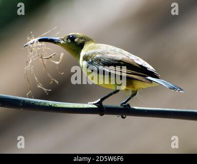 A female Loten's sun bird (Cinnyris Lotenius) looking up while sitting ...
