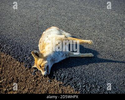 The fox who died as a result of a car crash, the fox who died on the ...