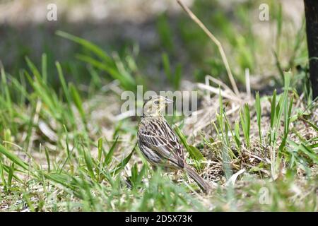The yellowhammer walks on the grass looking for seed food in the summer ...