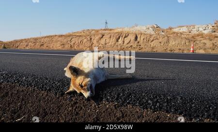 The fox who died as a result of a car crash, the fox who died on the ...