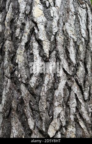 Ash tree, tree trunk, bark, image full covered with lichen, nature ...