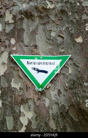 An old tree bark with sign "natural monument" in Poland, Europe, Save ...