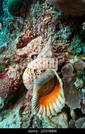 Giant Triton Shell, Charonia tritonis, eating a Blue Linckia Sea Star ...