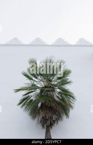 Mediterranean dwarf palm (Chamaerops humilis) is a small palm native to ...