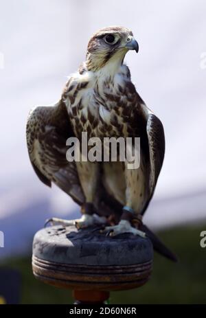 Birds during Kids Carnival Day at warwick Races Stock Photo - Alamy