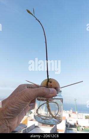 Avocado stone, seed, growing in water. Sustainable living, sustainable ...