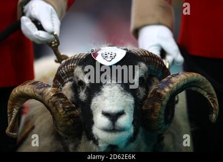 The Derby County ram mascot Stock Photo - Alamy