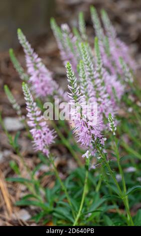 Speedwell Inspire Pink (Veronica spicata), close up of the flower head ...