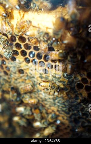 Closeup of worker bees in cross section of beehive display Stock Photo ...