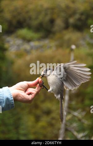 Hand feeding Gray jay (Perisoreus obscurus) at Mt Rainier National Park ...