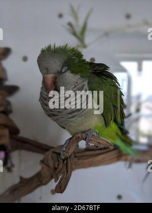 Green parrot quaker monk sitting on sansevieria houseplant Stock Photo ...