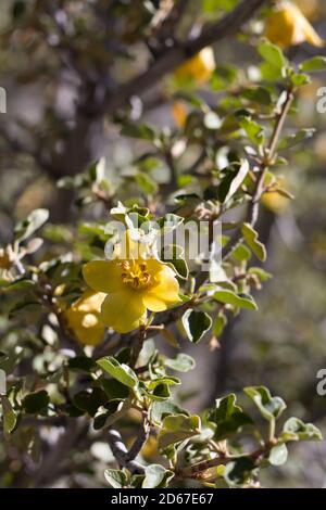 Yellow bloom, California Fremontia, Fremontodendron Californicum ...