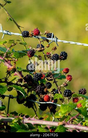 Bramble, Rubus fruticosus, Barded wire fence Stock Photo - Alamy