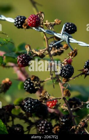 Bramble, Rubus fruticosus, Barded wire fence Stock Photo - Alamy