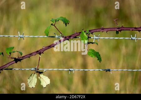 Bramble, Rubus fruticosus, Barded wire fence Stock Photo - Alamy