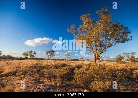 Desert Bloodwood (Corymbia terminalis), Bough Shed Hole, Bladensburg ...