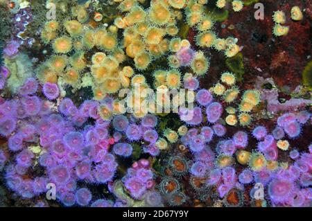 Two variants of Anthozoans Jewel anemones, Corynactis viridis, Poor ...