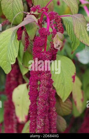 Closeup shot of love lies bleeding flower Stock Photo - Alamy