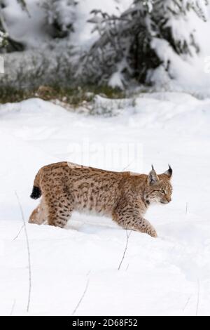 Eurasian lynx / Northern lynx (Lynx lynx lynx) hunting in grassland ...