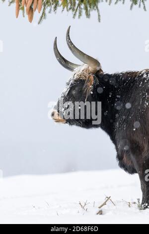 Aurochs, bull, Ur, Heck domestic cattle (Bos primigenius), backbreeding ...