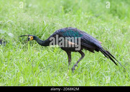 Java green Peafowl (Pavo muticus), Bali Bird Park, Indonesia Stock ...
