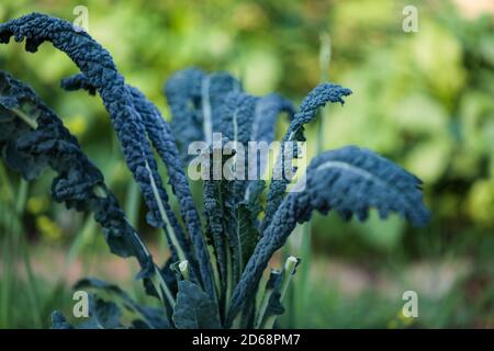 Closeup shot of kale leaves Stock Photo - Alamy