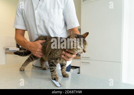 Vet gently examining feline patient with stethoscope, ensuring its ...