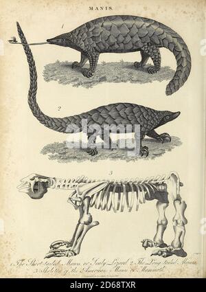 Vintage engraving of Pangolins or scaly anteaters, Manis, skull and ...