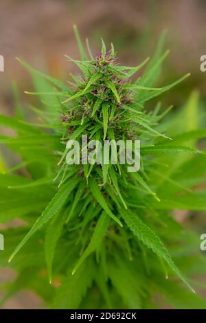 cannabis marijuana plant detail Stock Photo - Alamy