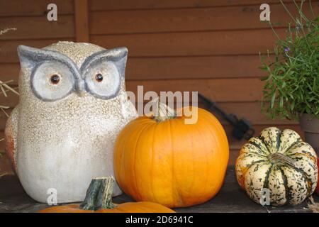 Different varieties of squashes and pumpkins with owls Colorful ...