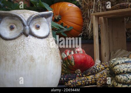 Different varieties of squashes and pumpkins with owls Colorful ...