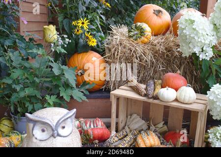 Different varieties of squashes and pumpkins with owls Colorful ...
