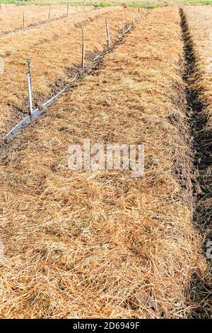 Preparing soil for plantation, Vegetable plots,Straw cover crop ...