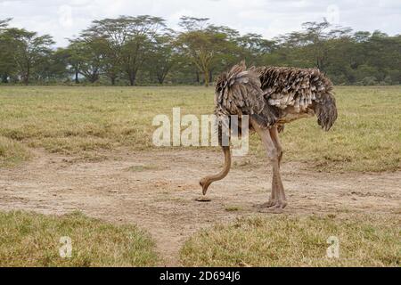ostrich burying head in sand ignoring problems Stock Photo - Alamy