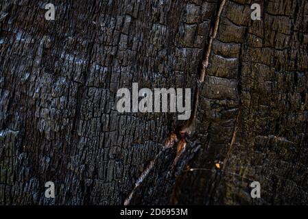 Burnt tree texture shoot after fire in a wood Stock Photo - Alamy