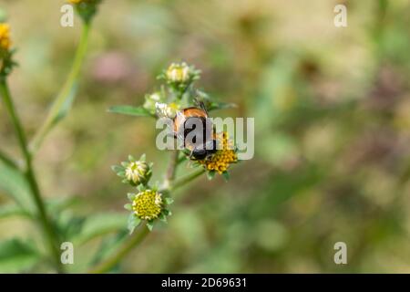 Phytomia zonata sucking Bidens pilosa var. pilosa, Isehara City ...